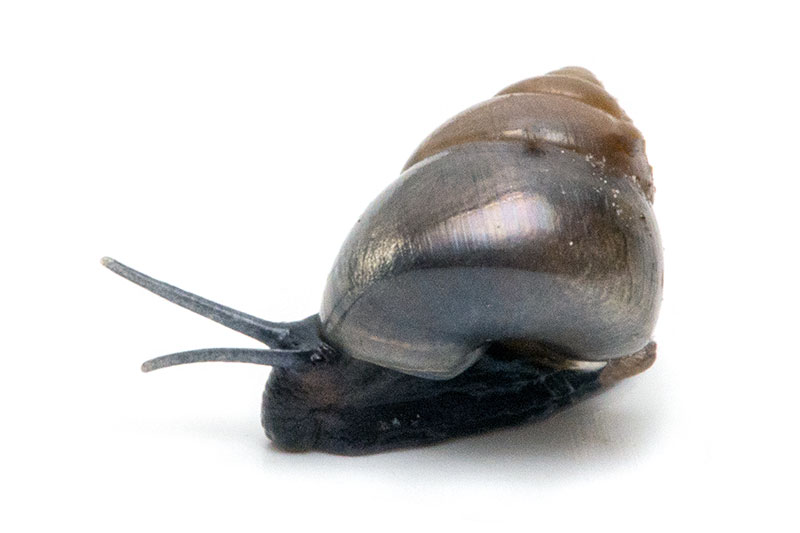 Gallery of form Moulinsia fusca erythrostoma Negros Island, Philippines