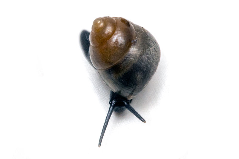 Gallery of form Moulinsia fusca erythrostoma Negros Island, Philippines