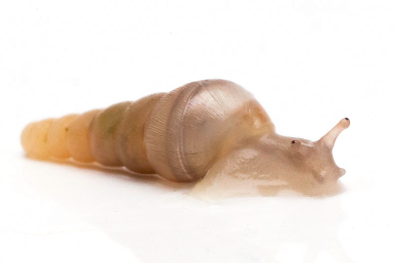 Snails of family Clausiliidae for sale