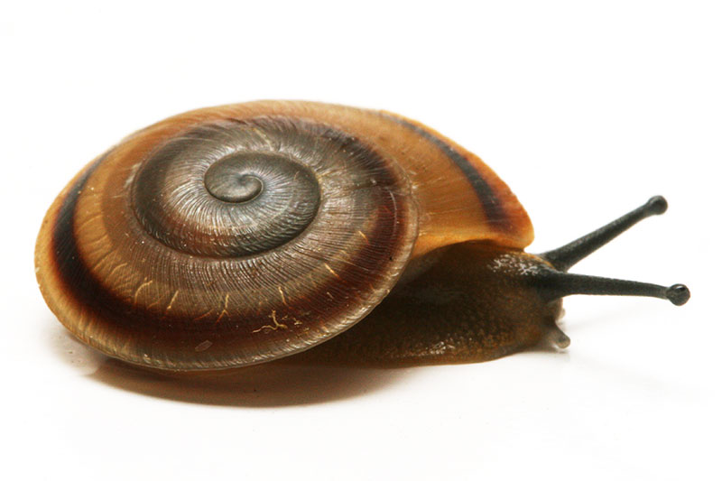 Snails of family Camaenidae for sale