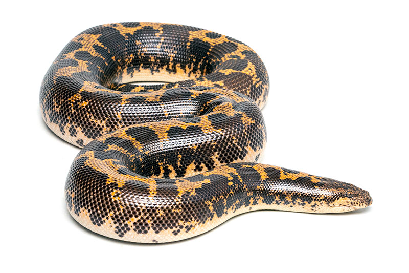 Gallery of family Boidae