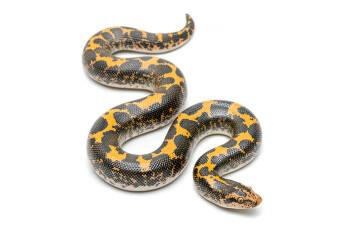 Snakes of family Boidae for sale