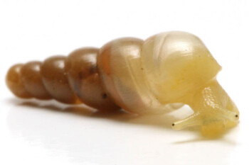 Snails of family Subulinidae for sale