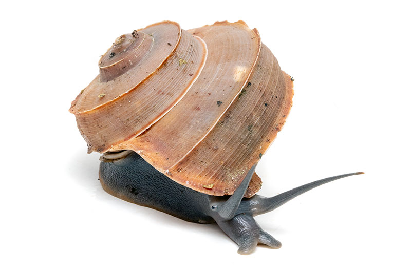 Snails of family Pomatiidae for sale