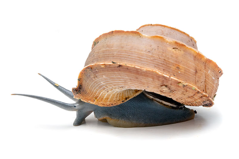 Gallery of genus Tropidophora