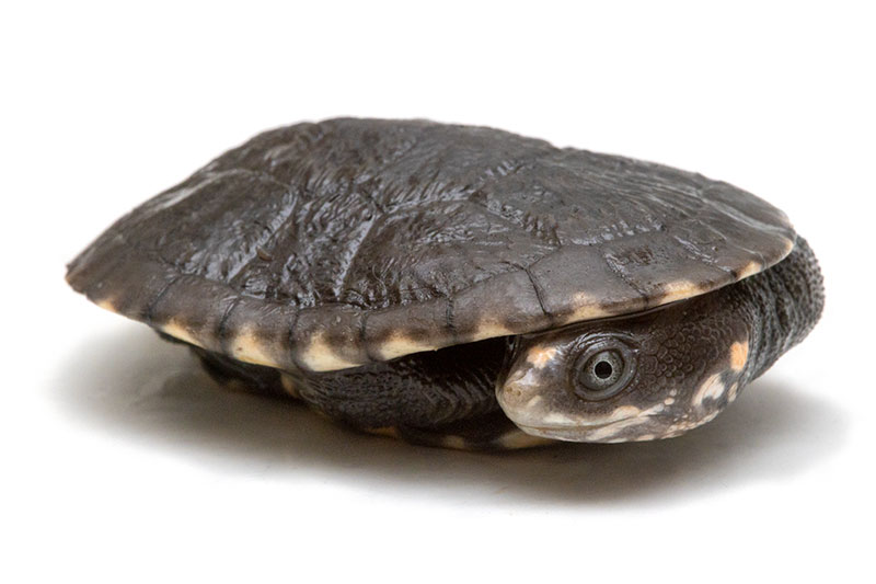 Turtles of family Chelidae for sale