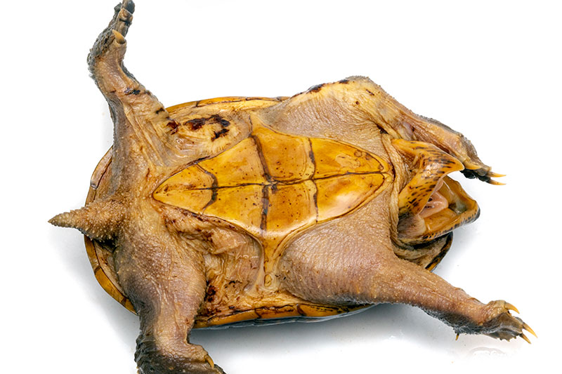 Gallery of family Kinosternidae