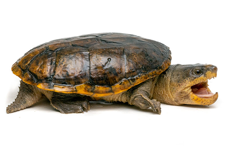 Želvy formy Claudius angustatus Mexico k prodeji