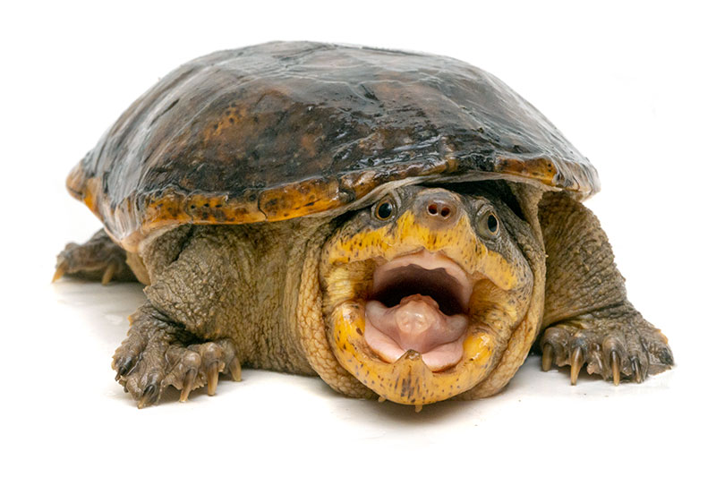 Želvy formy Claudius angustatus Mexico k prodeji