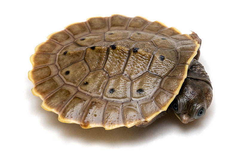 Turtles of family Chelidae for sale