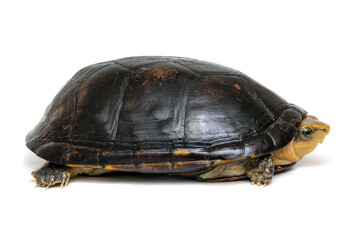 Turtles of family Kinosternidae for sale