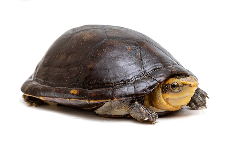 Turtles of form Kinosternon leucostomum postinguinale Nicaragua for sale