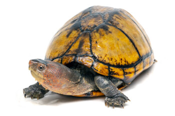Turtles of family Kinosternidae for sale