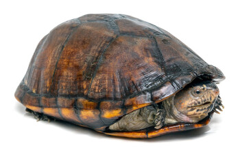 Turtles of family Kinosternidae for sale