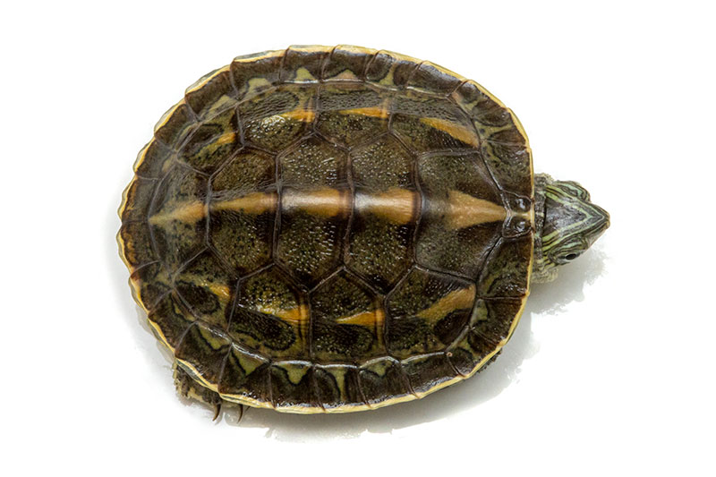 Gallery of genus Mauremys