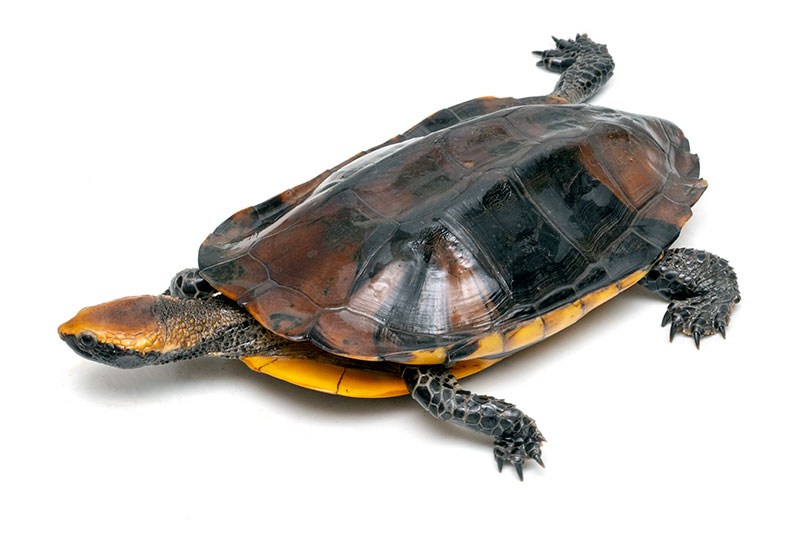 Turtles of family Chelidae for sale