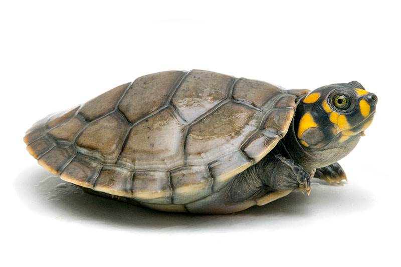 Turtles of form Podocnemis unifilis for sale
