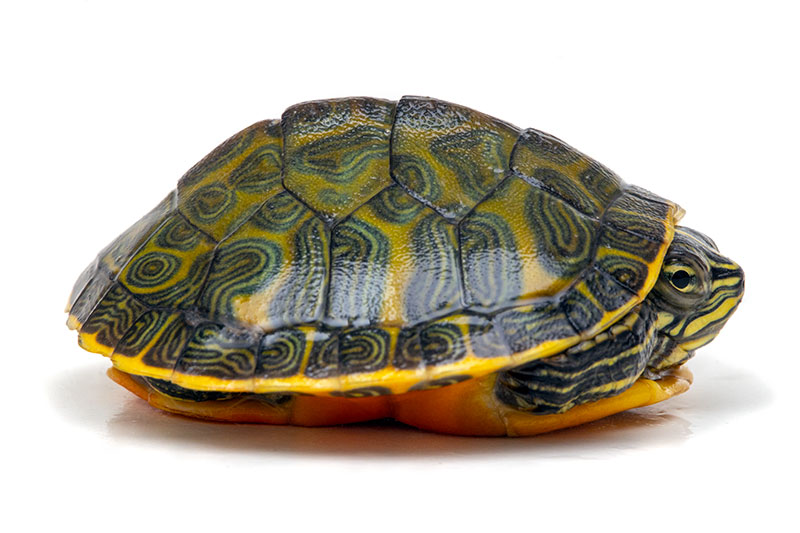 Turtles of family Emydidae for sale