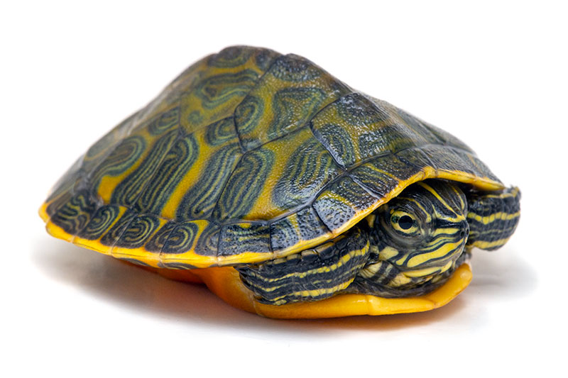 Turtles of form Pseudemys rubriventris for sale