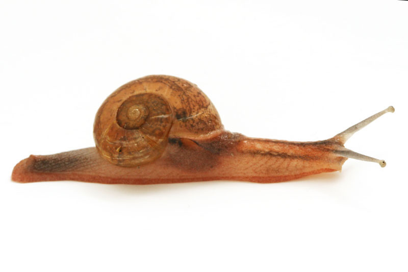 Gallery of family Ariophantidae