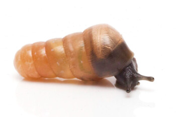 Snails of family Subulinidae for sale