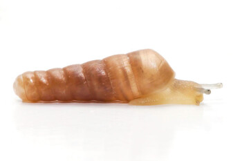 Snails of family Subulinidae for sale